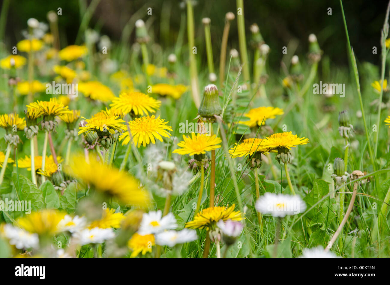 Common daises hi-res stock photography and images - Alamy
