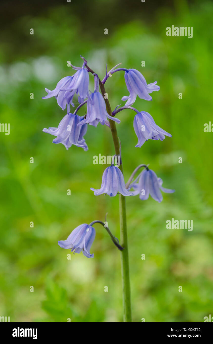Bluebell blue bell close hi-res stock photography and images - Alamy