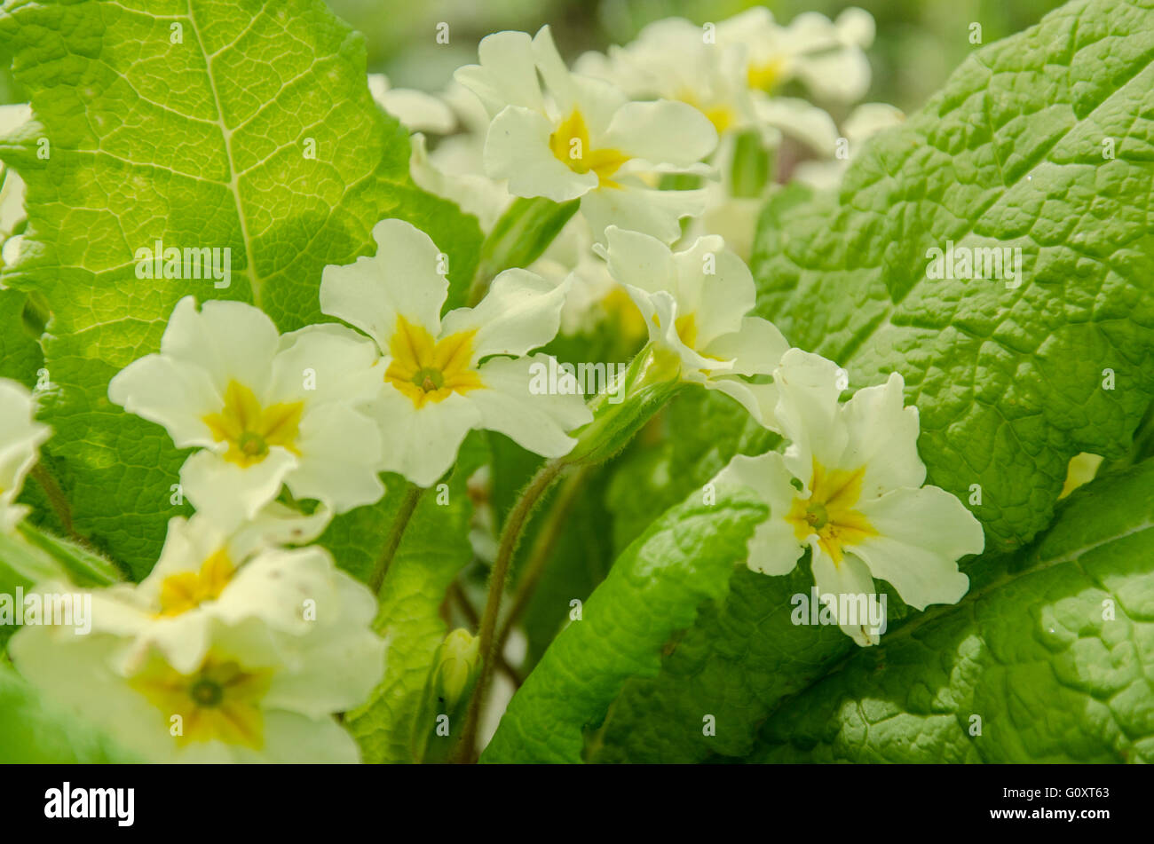 Wild primrose hi-res stock photography and images - Alamy