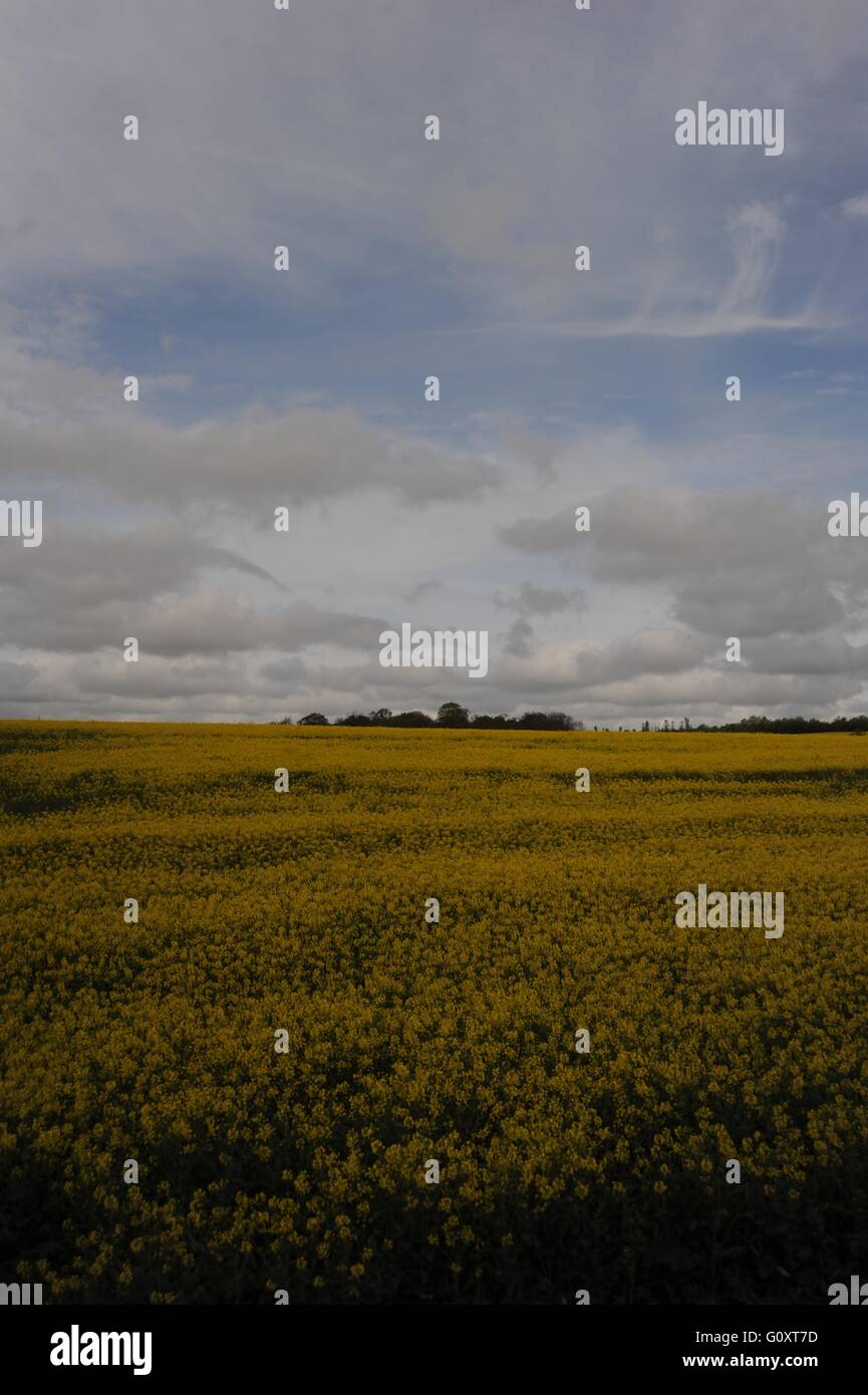 Rapeseed Oil field Stock Photo - Alamy