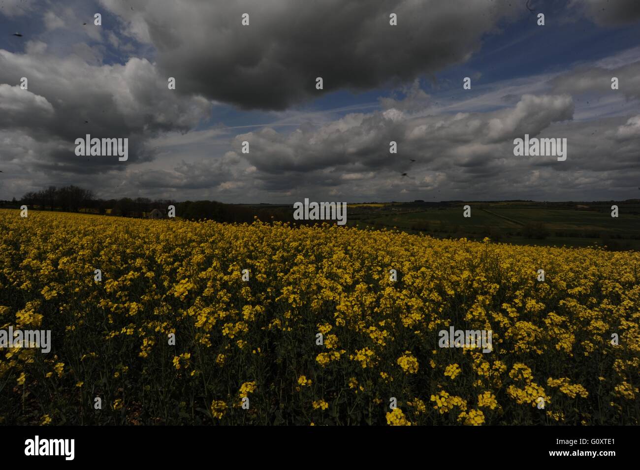 Rapeseed Oil field Stock Photo - Alamy