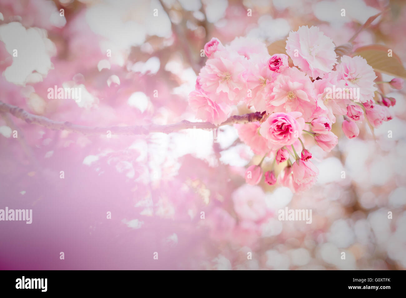 Paris architecture, streets and parks in springtime, sakura blossom in ...