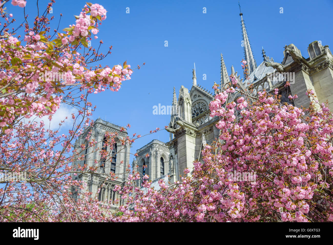 Paris architecture, streets and parks in springtime, sakura blossom in ...