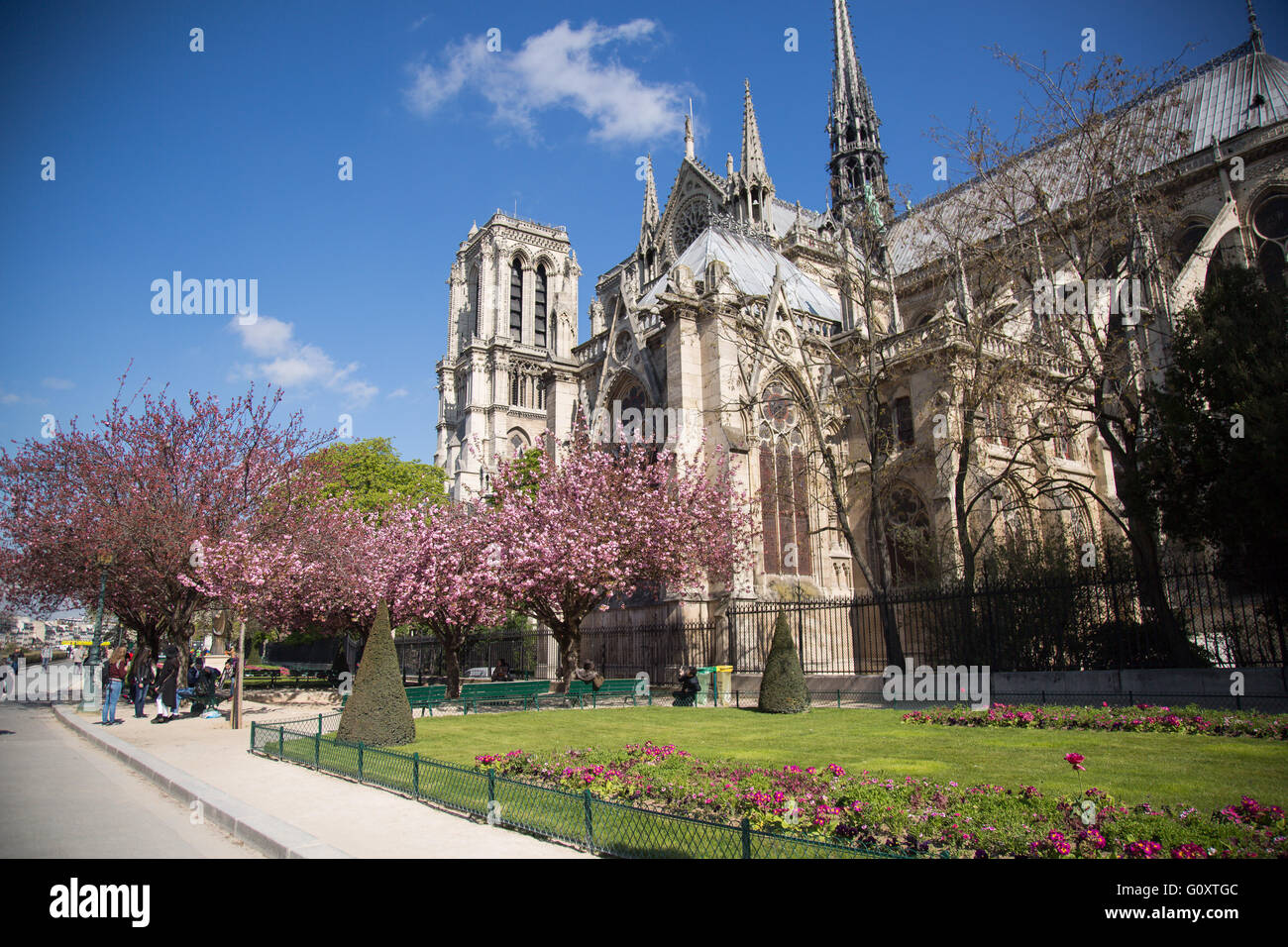 Paris architecture, streets and parks in springtime, sakura blossom in ...