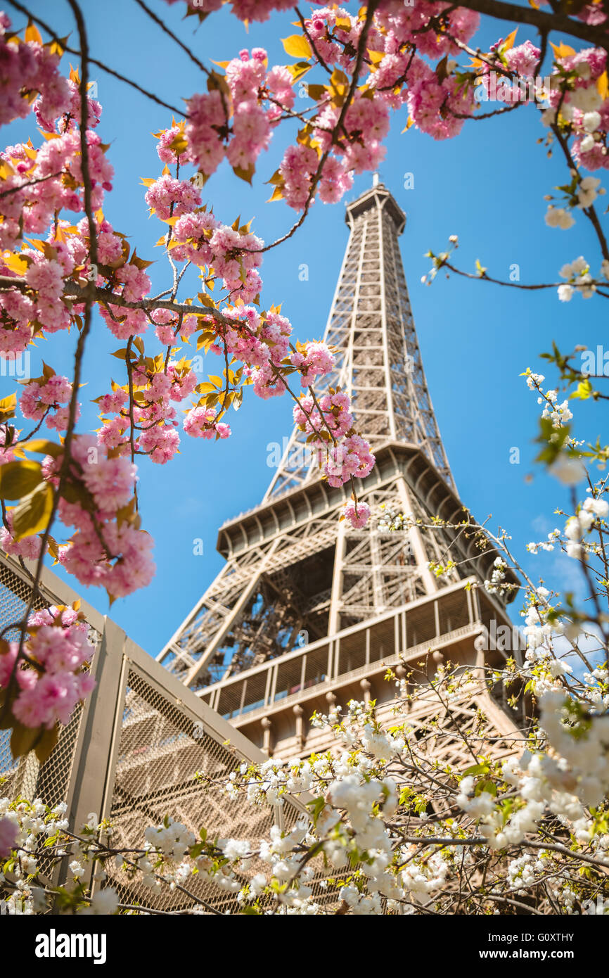 Paris architecture, streets and parks in springtime, sakura blossom in ...