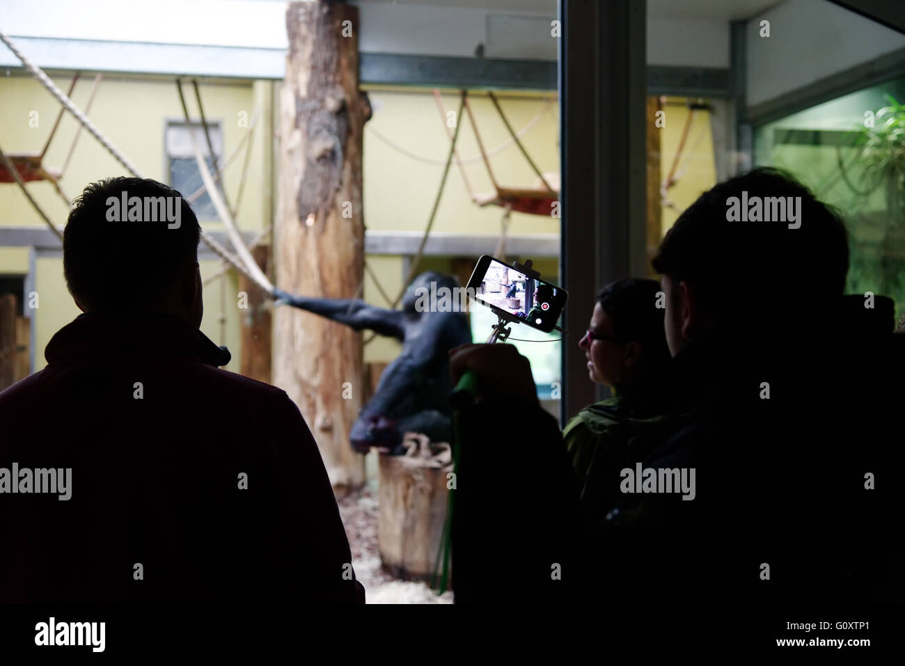 Gorilla zoo phone hi-res stock photography and images - Alamy