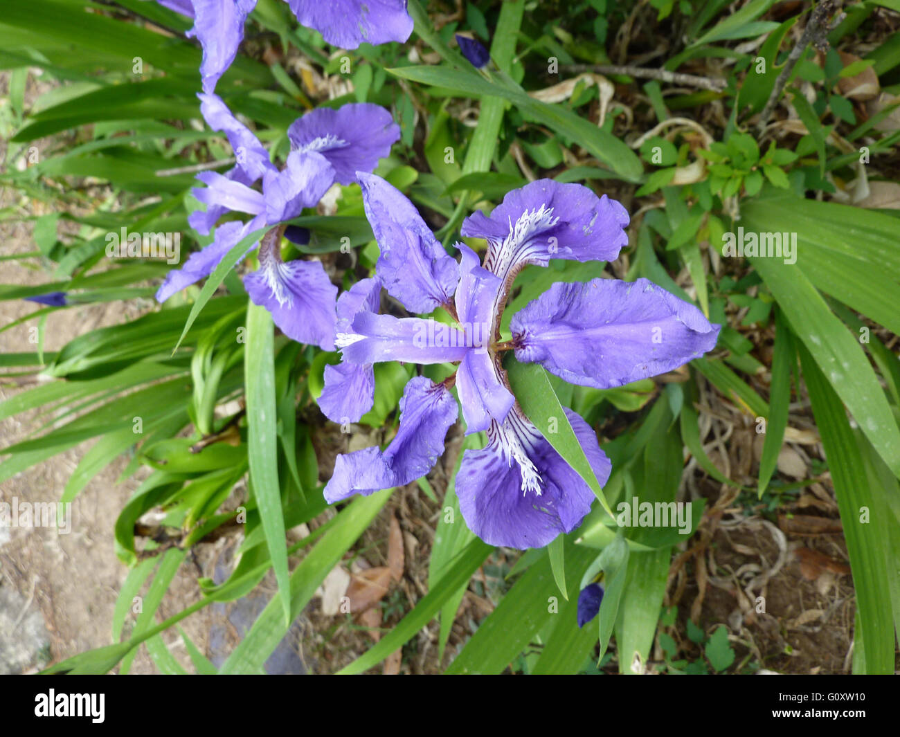 Iris tectorum, Roof Iris, Wall Iris, perennial rhizomatous herb with ...