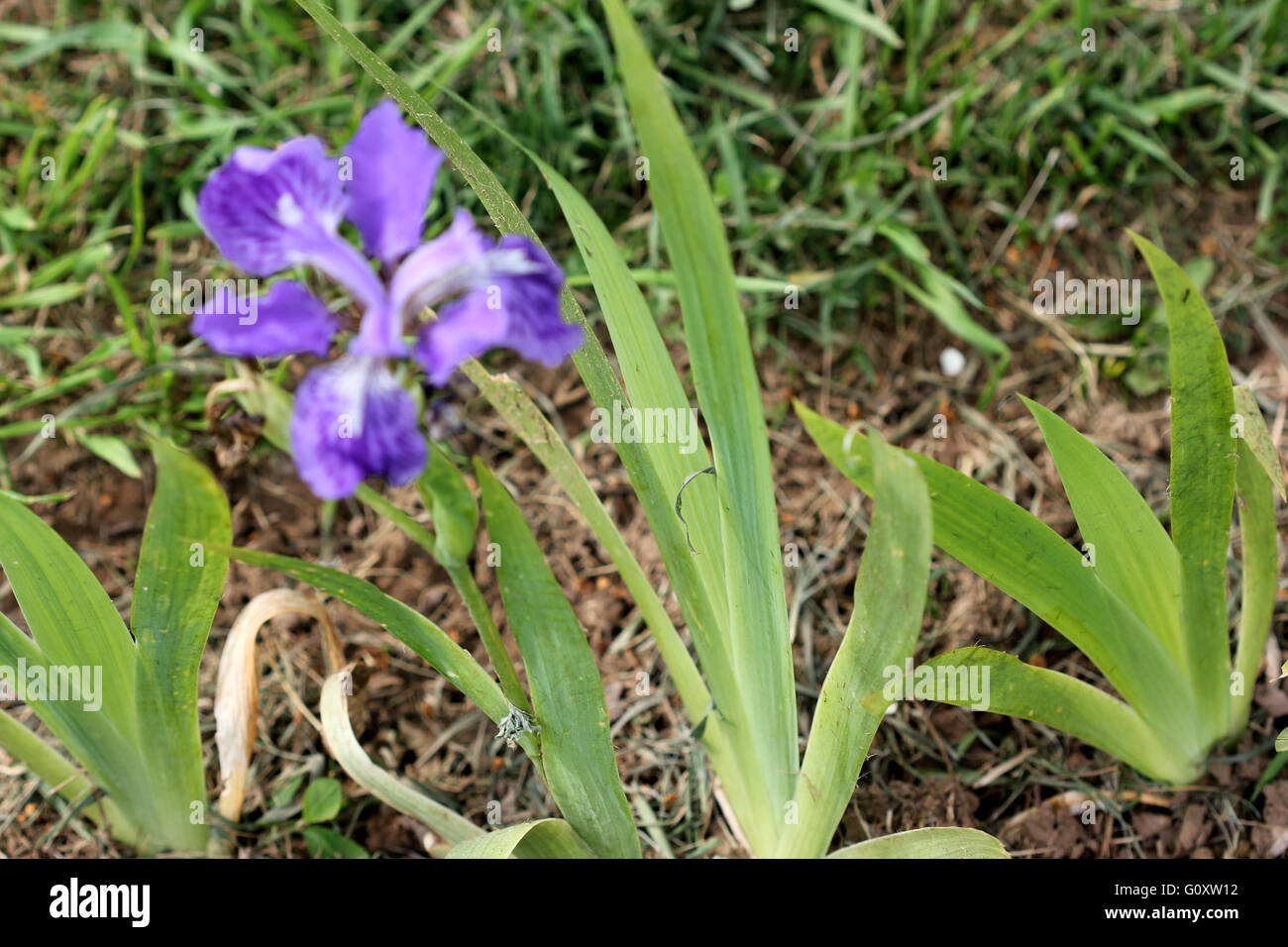 Iris tectorum, Roof Iris, Wall Iris, perennial rhizomatous herb with sword shaped leaves and ...
