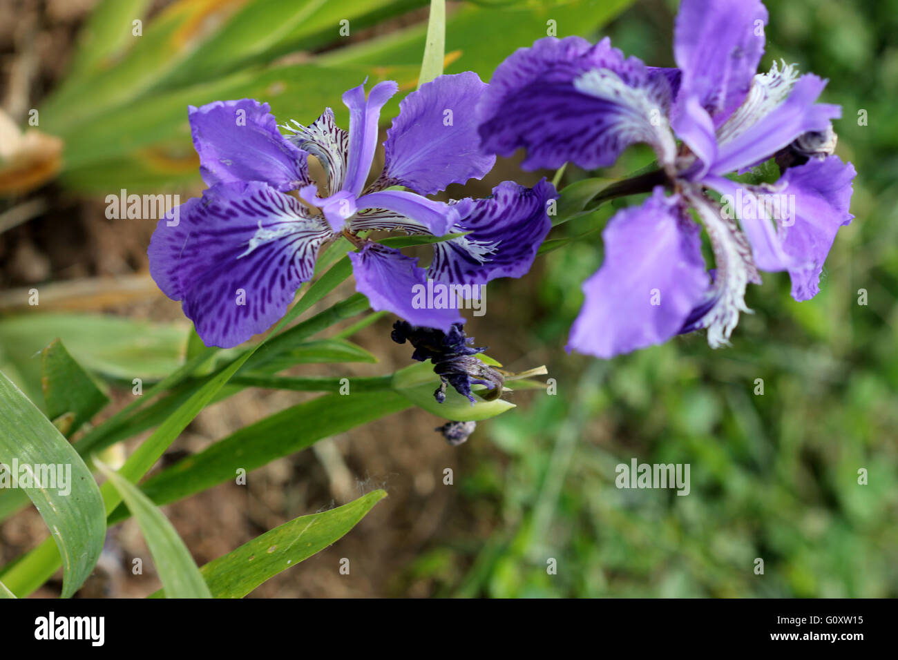 Iris tectorum, Roof Iris, Wall Iris, perennial rhizomatous herb with sword shaped leaves and ...