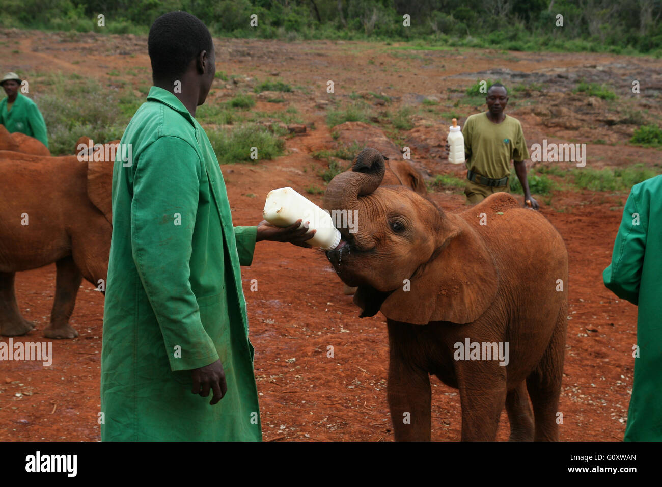 The David Sheldrick Wildlife Trust, a Kenyan wildlife conservation ...