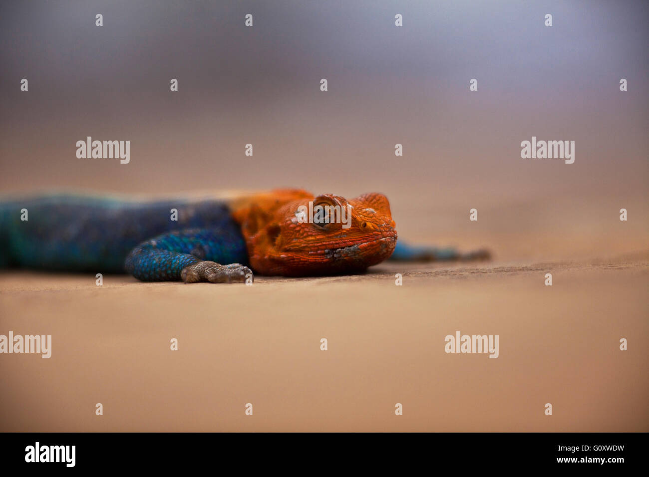 Orange headed agama lizard hi-res stock photography and images - Alamy