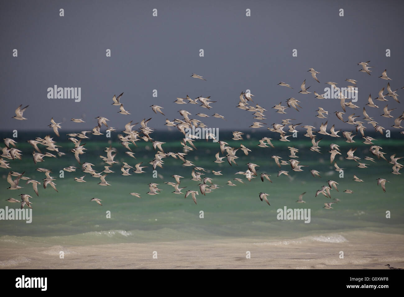 Flock Of Seagulls Flying Over Galu Beach, Kenya Stock Photo - Alamy