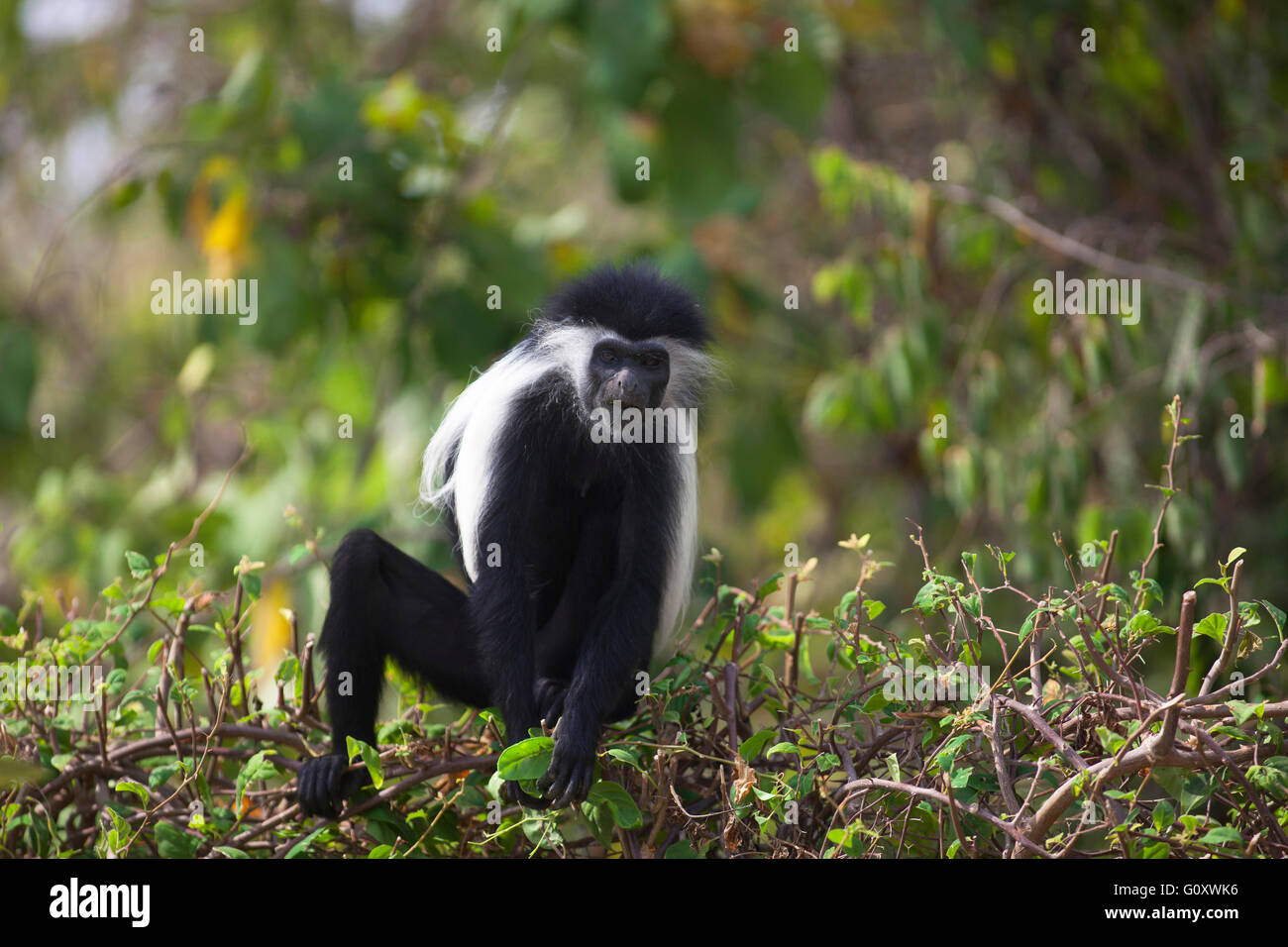 Angolan black white colobus colobus hi-res stock photography and images ...