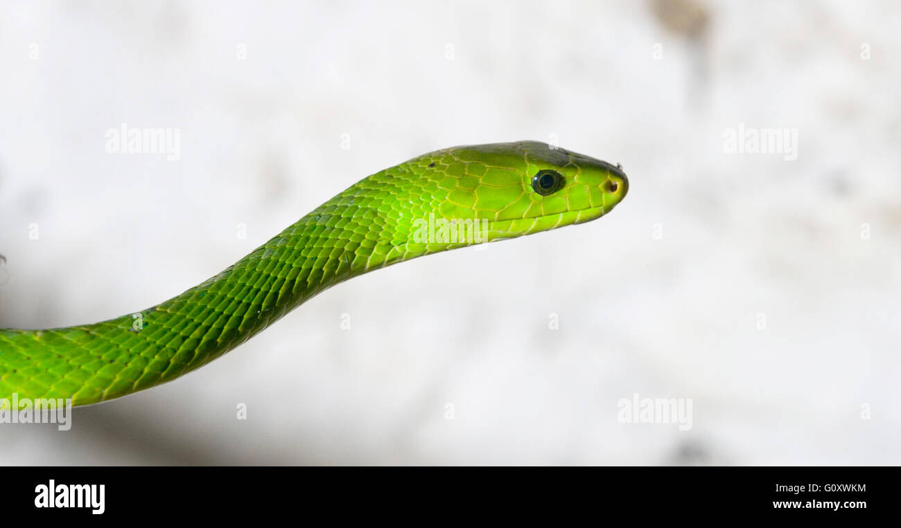 Green mamba snake hi-res stock photography and images - Alamy