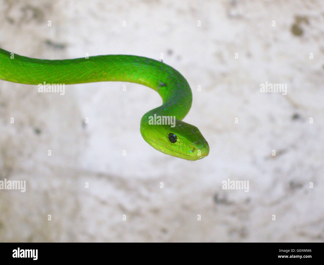 Green mamba snake hi-res stock photography and images - Alamy