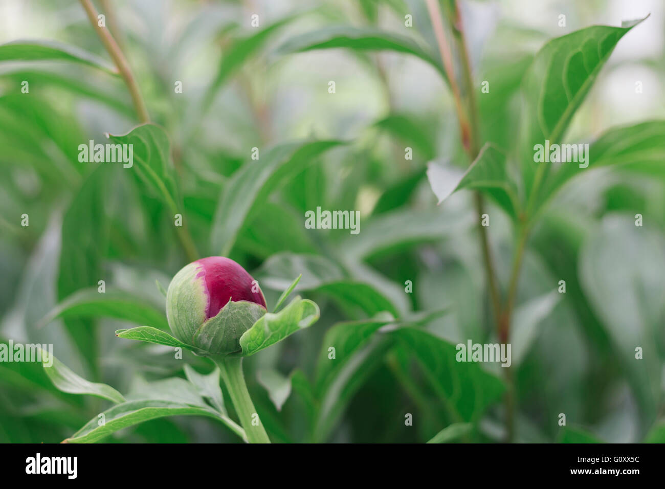 Beautiful red peony bud hi-res stock photography and images - Alamy