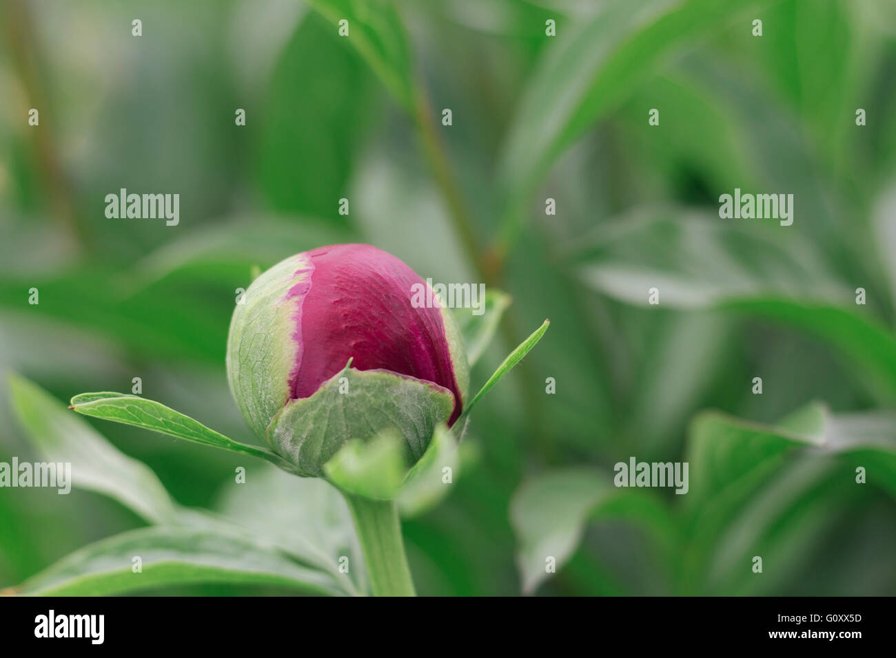 New peonies hi-res stock photography and images - Alamy