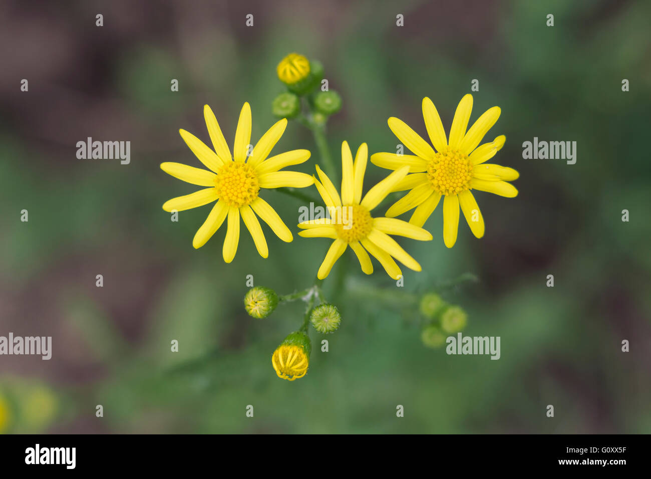 Yellow wildflowers hi-res stock photography and images - Alamy