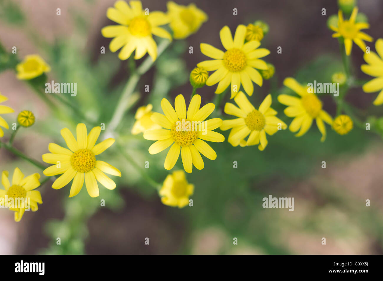 Yellow wildflowers hi-res stock photography and images - Alamy