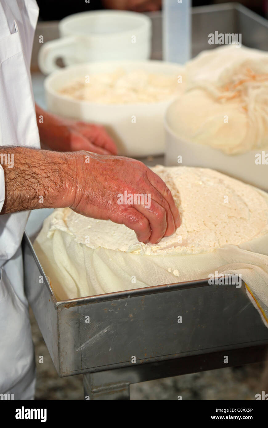 hand of expert senior cheesemaker controls the wheel of cheese just ...