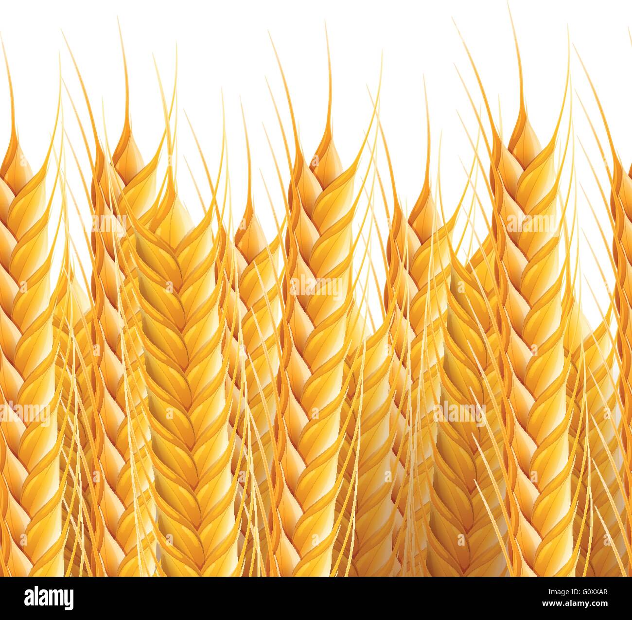 Vector realistic seamless wheat background illustration Stock Vector ...