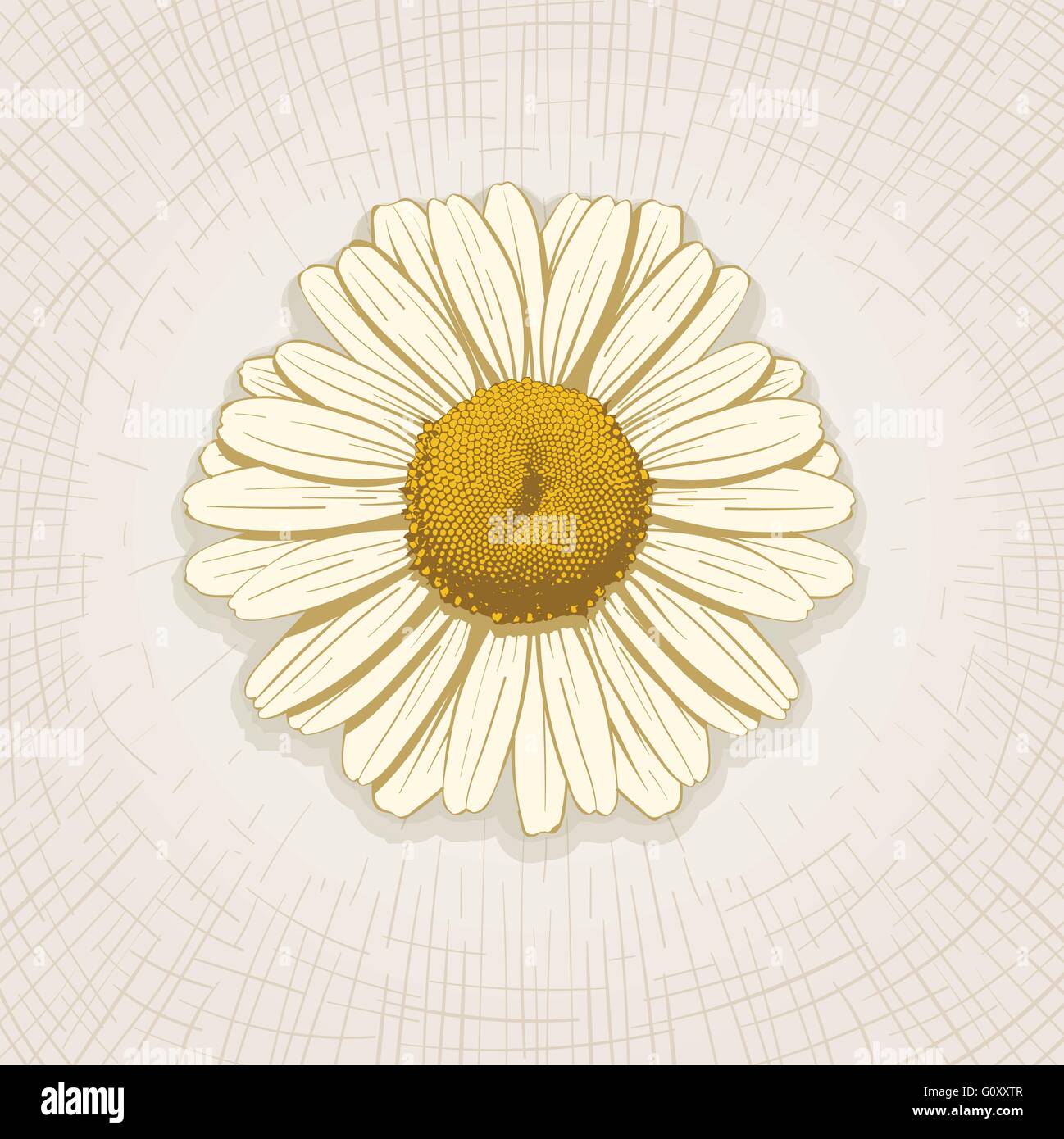 Daisy flower drawing hi-res stock photography and images - Alamy