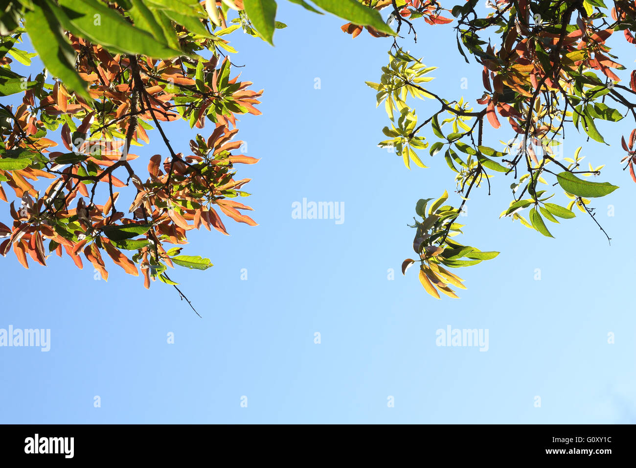 Mango tree leaves hi-res stock photography and images - Alamy