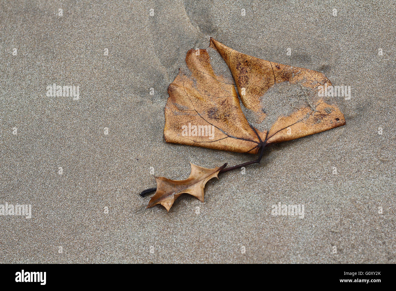 Wet dry sand hi-res stock photography and images - Alamy