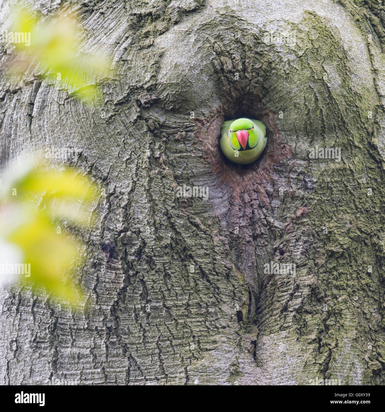 Ring necked parakeet hi-res stock photography and images - Alamy