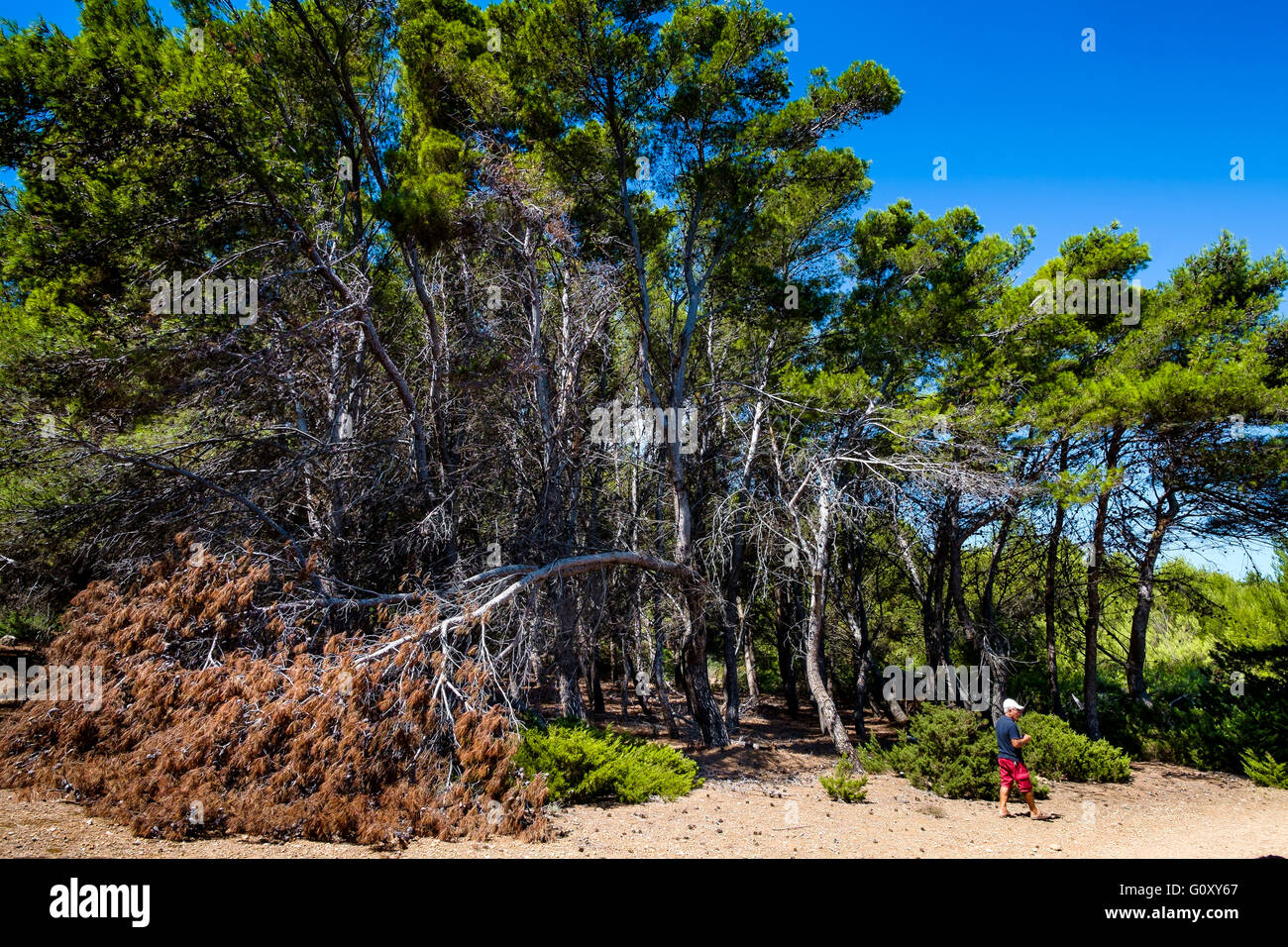 Pinewood Island High Resolution Stock Photography and Images - Alamy