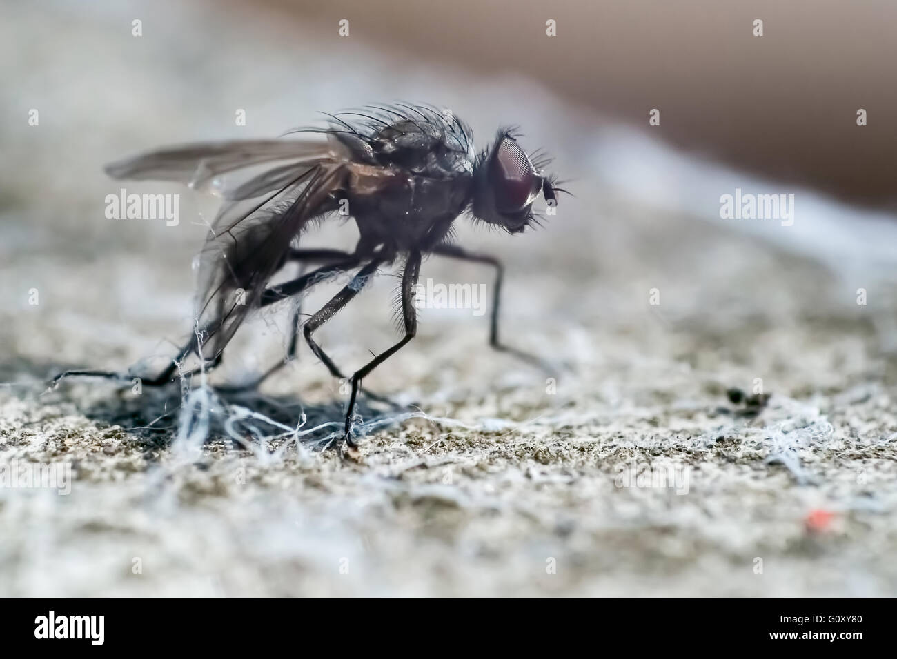 fly trapped in spider web Stock Photo - Alamy