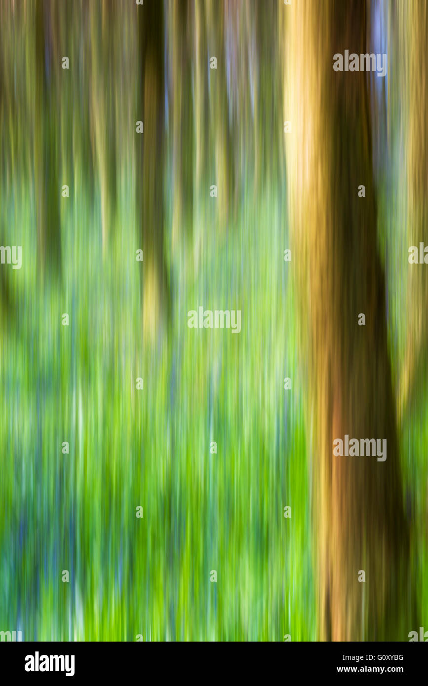 Abstract out of focus landscape of a spring forest Stock Photo - Alamy