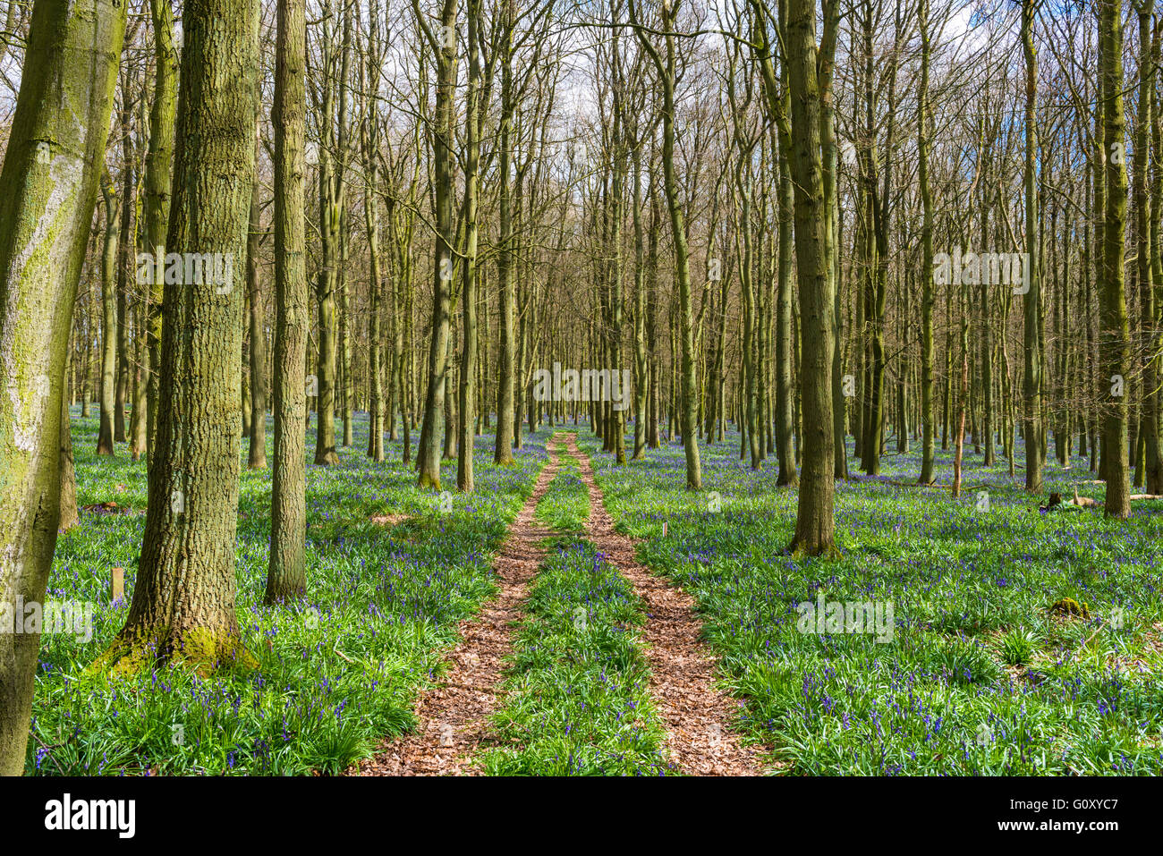 Bluebell forest in the spring Stock Photo - Alamy