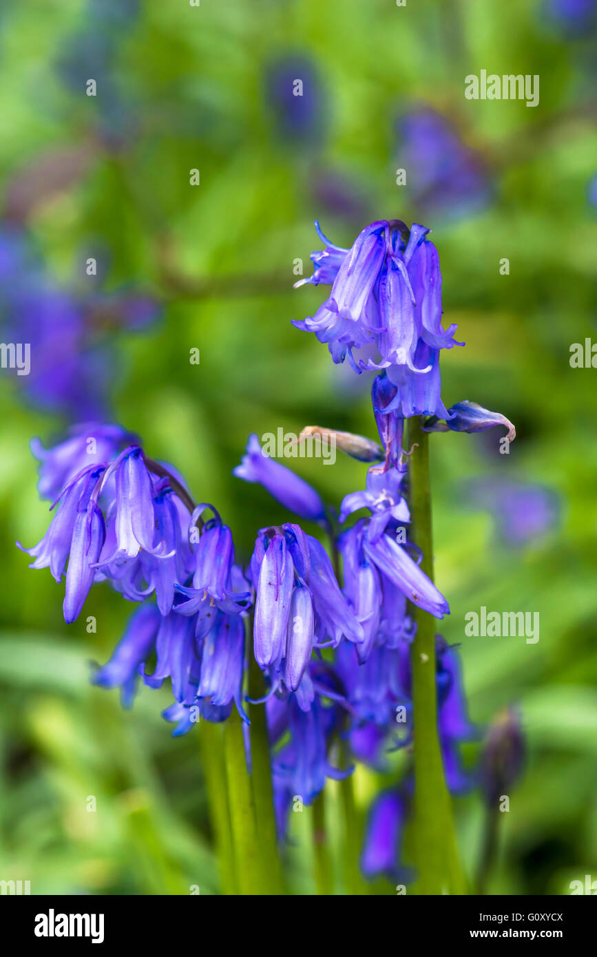 Bluebell stems hi-res stock photography and images - Alamy