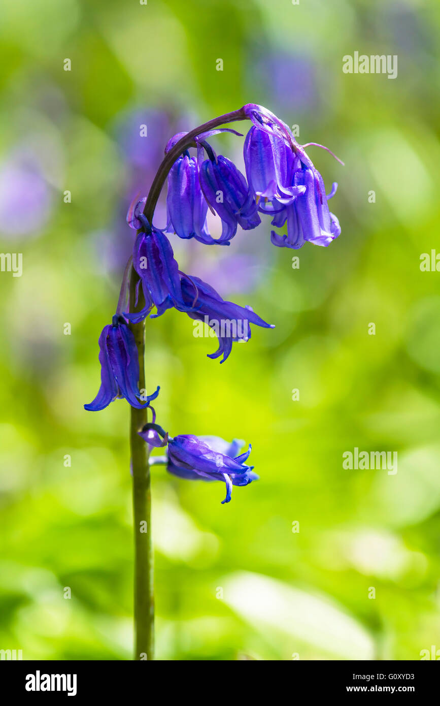 Bluebell flowers in spring forest hi-res stock photography and images ...