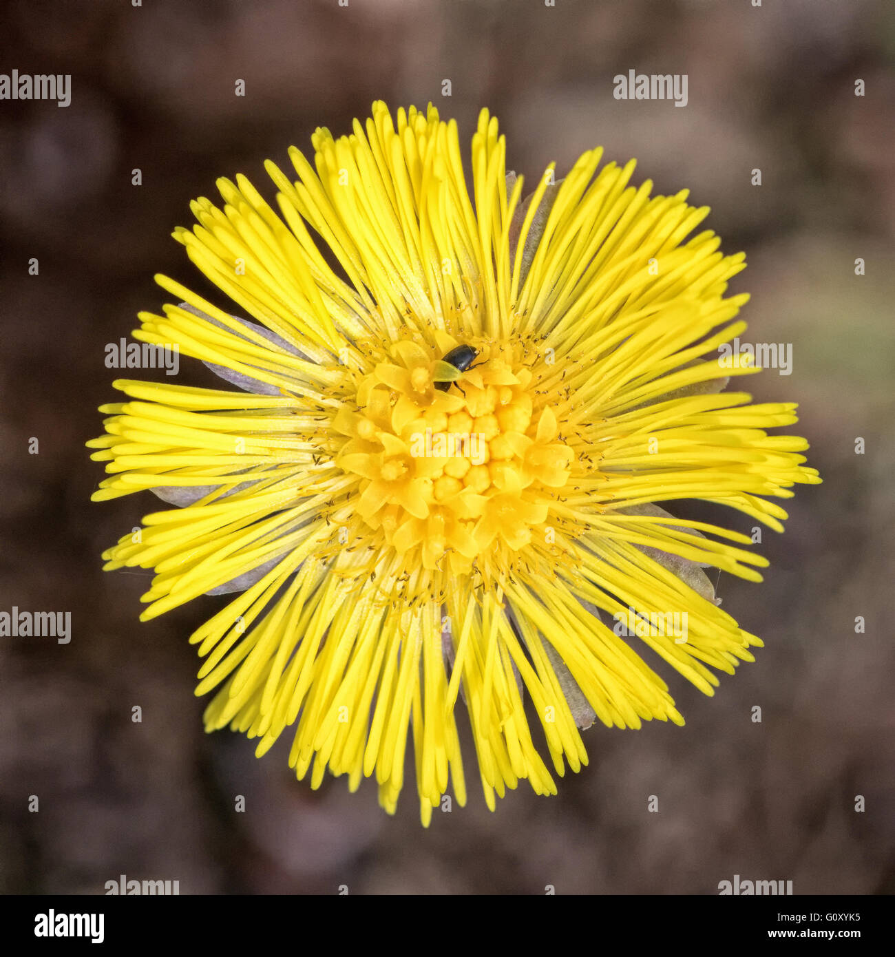 Nice blooming yellow lower on the blurred green background Stock Photo ...