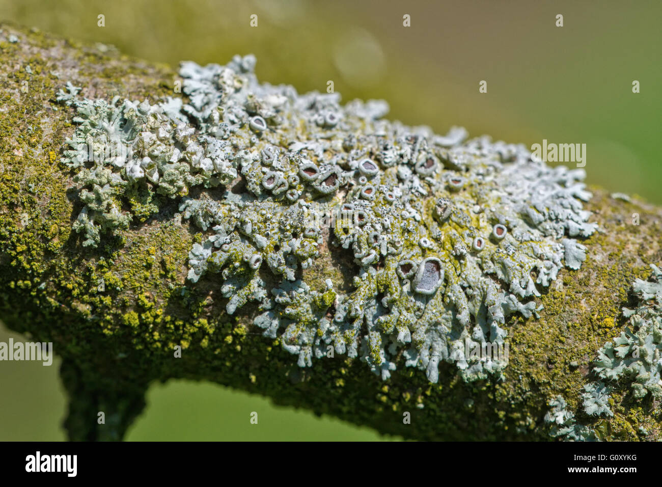 Lichen on a branch isolated on white background hi-res stock ...