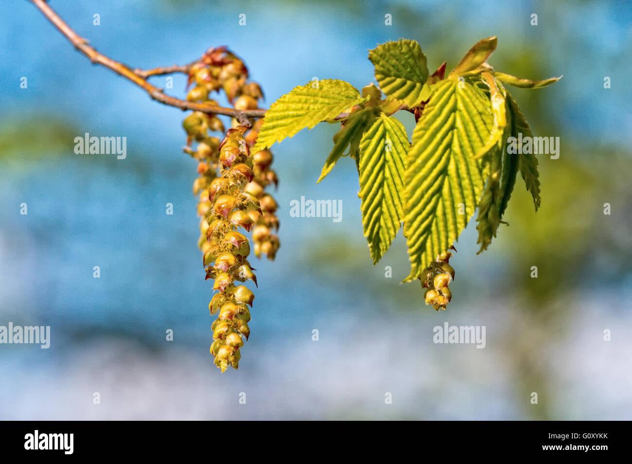Catkins of hazel, highly allergenic pollen Stock Photo - Alamy