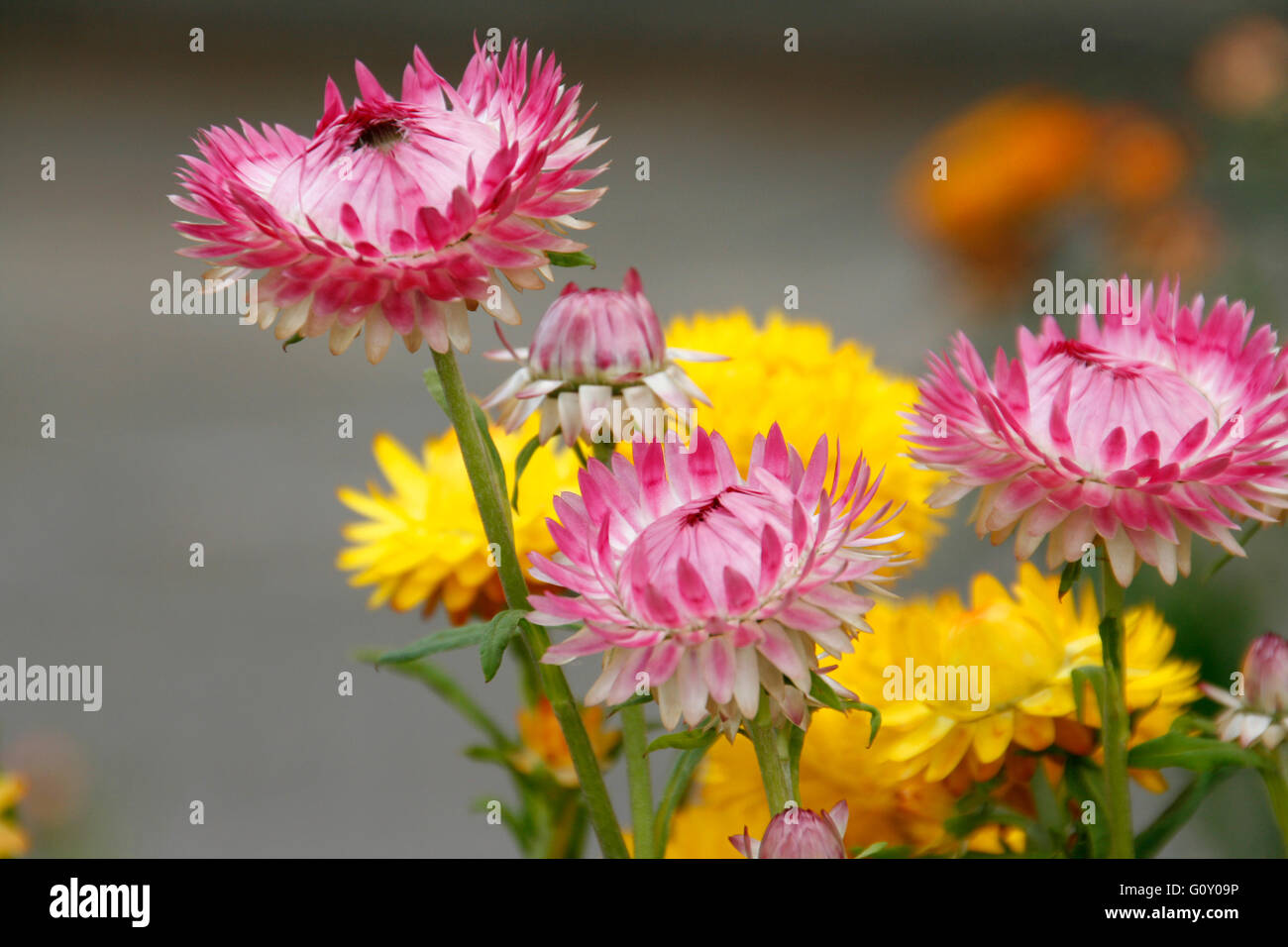 Everlasting flower posy hi-res stock photography and images - Alamy