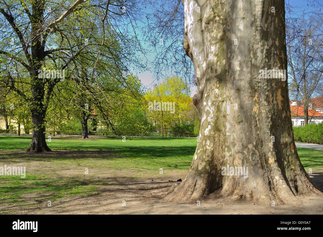 Platanus Orientalis - old Plane tree in the park. Prague, Czech ...
