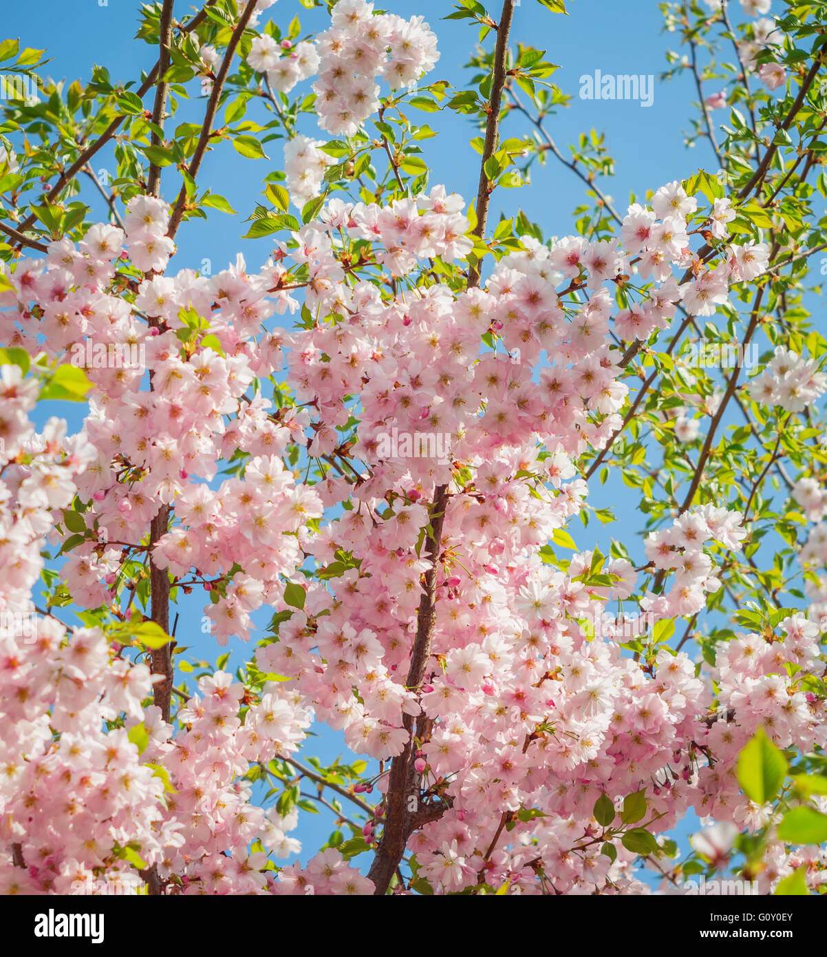 Sakura, close-up Japanese cherry Stock Photo - Alamy