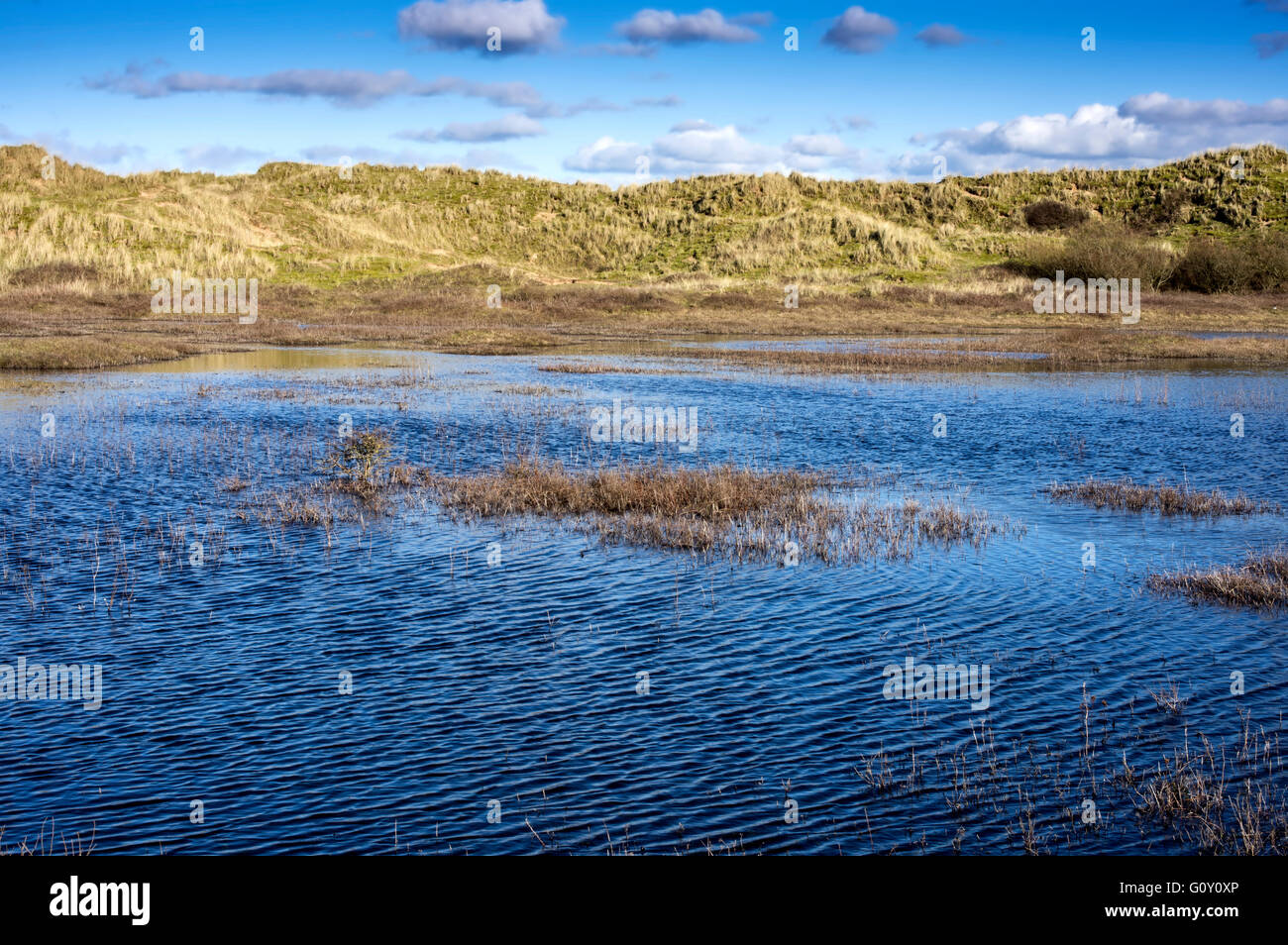 A winter dune slack. A temporary shallow pool the size and depth ...