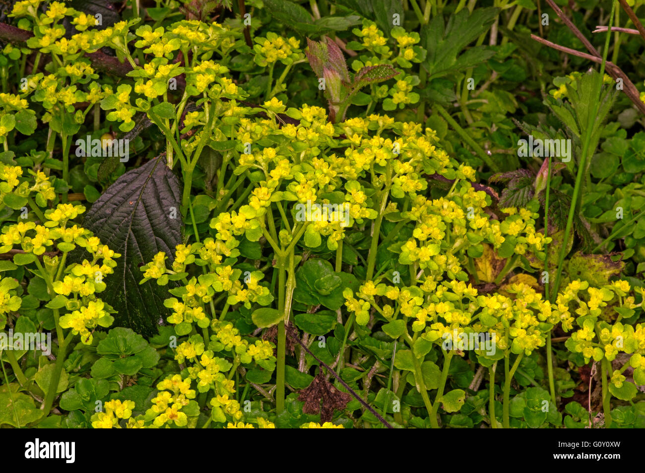 Opposite-leaved Golden Saxifrage. Common in damp woods forming dense ...