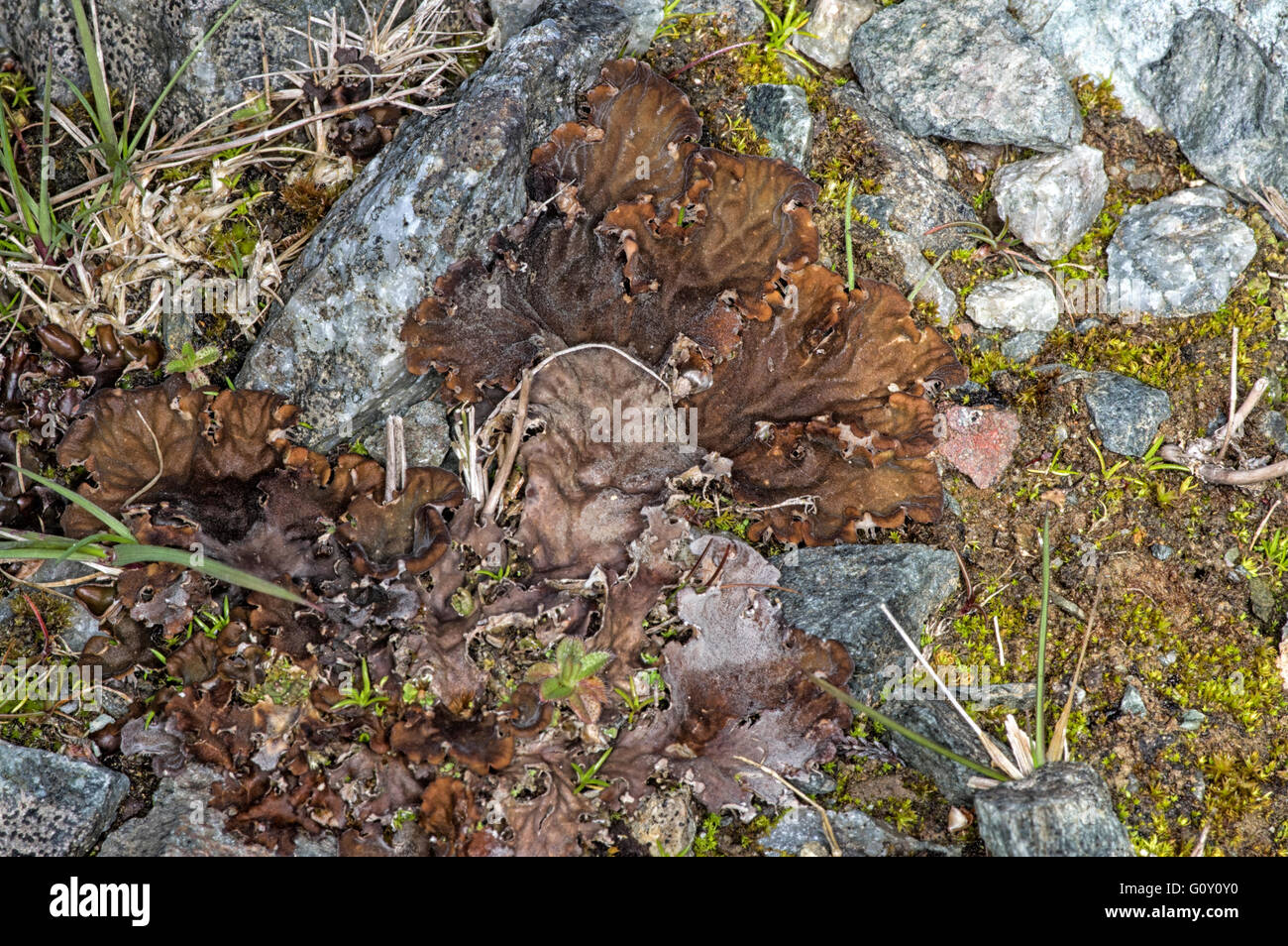 Peltigera praetextata. Quite a common lichen of rocks and walls. One of ...