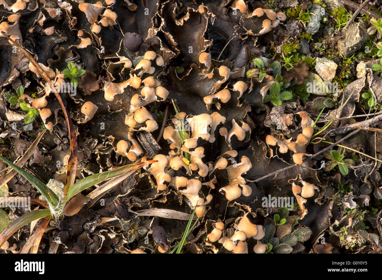 Peltigera praetextata. Quite a common lichen of rocks and walls. One of ...