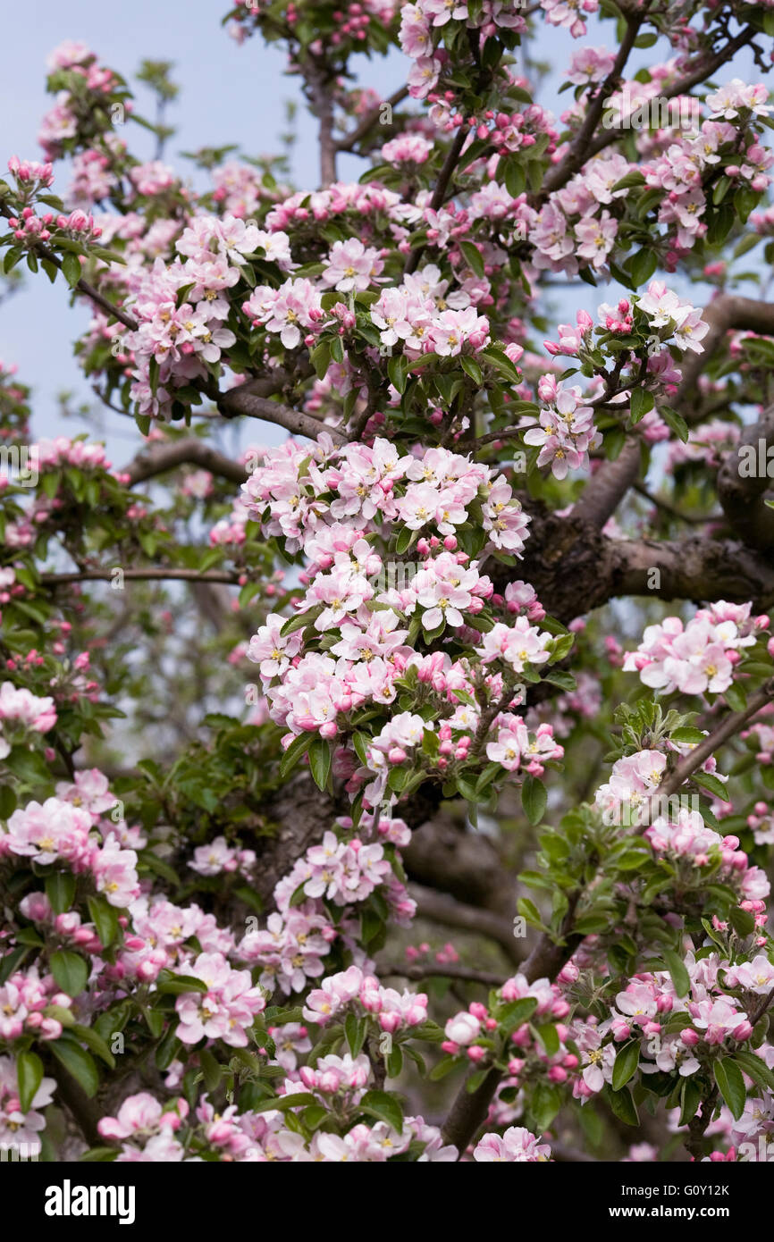 Malus domestica 'Merton Russet'. Apple blossom in Spring Stock Photo ...