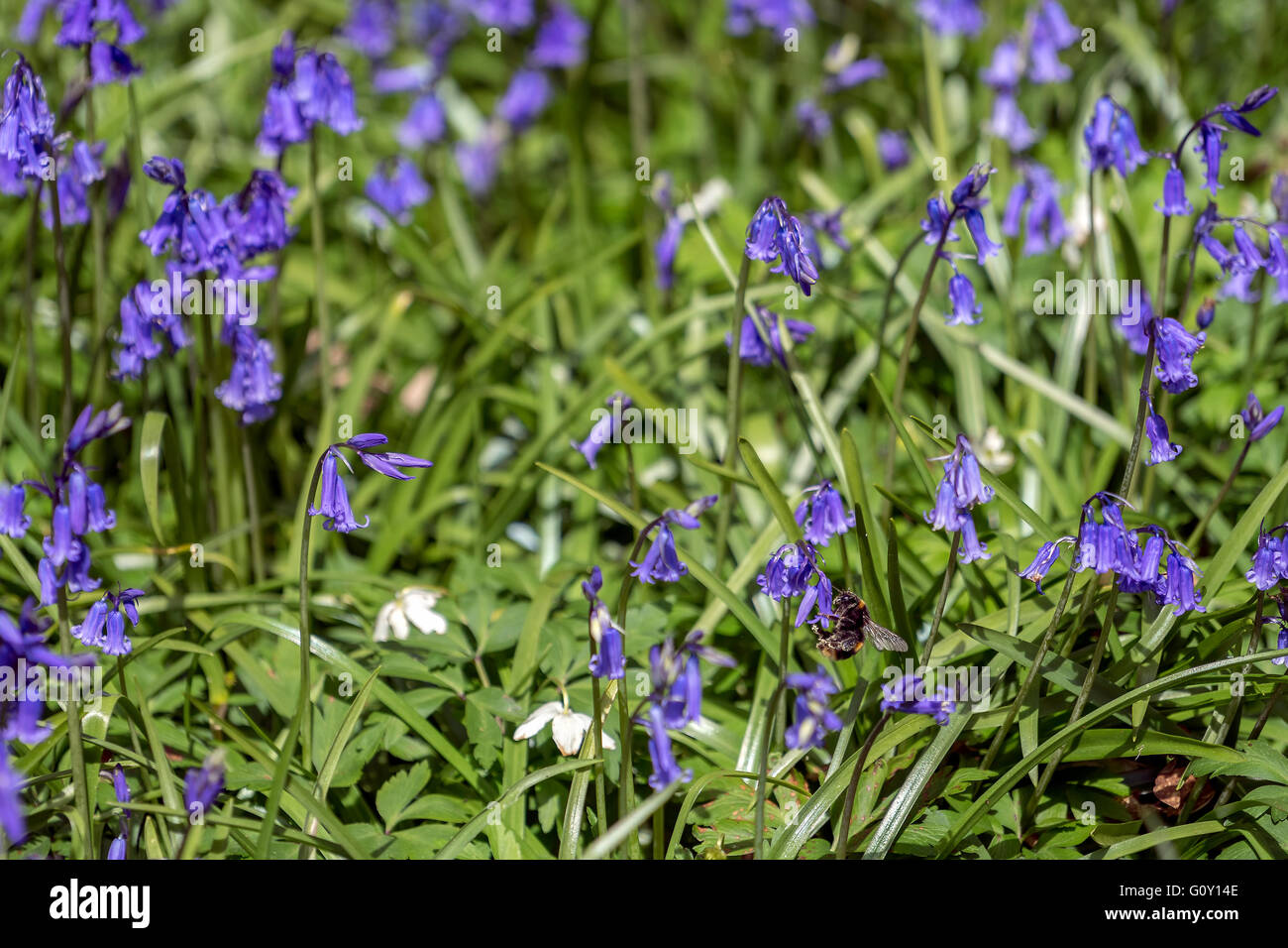 Bluebells Brightening up the Sussex Landscape Stock Photo - Alamy