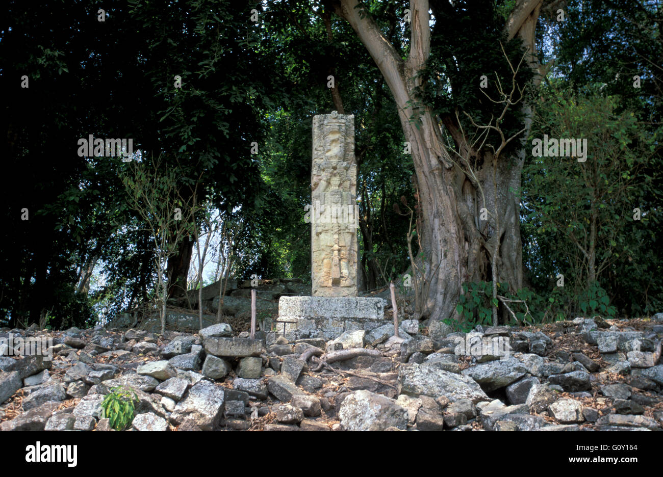 Stela E in Copan Ruins, an archaeological site of the Maya civilization ...