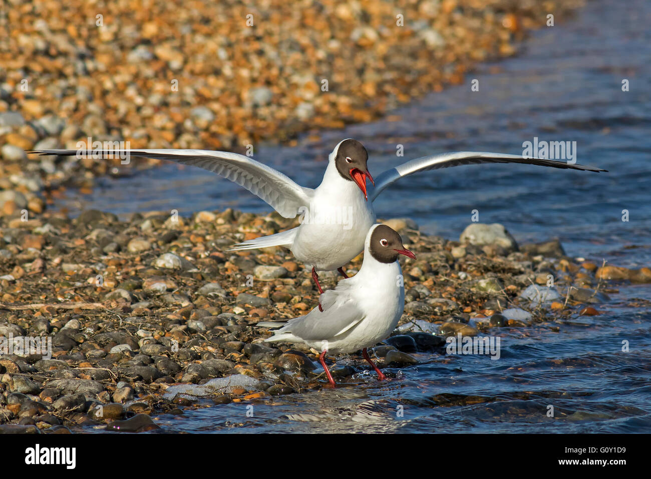 Mating seagulls hi-res stock photography and images - Alamy