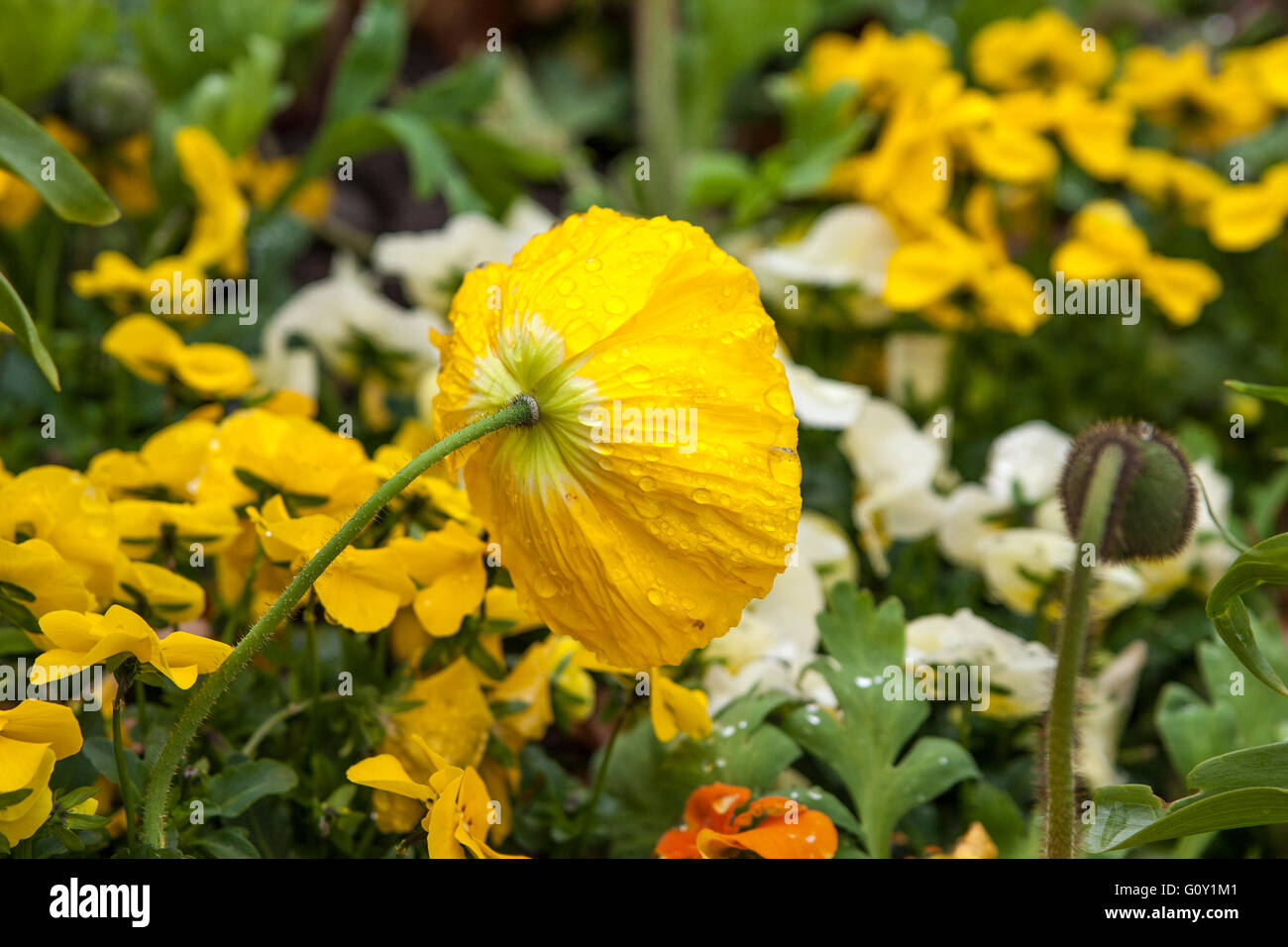 Papaver nudicaule yellow hi-res stock photography and images - Alamy